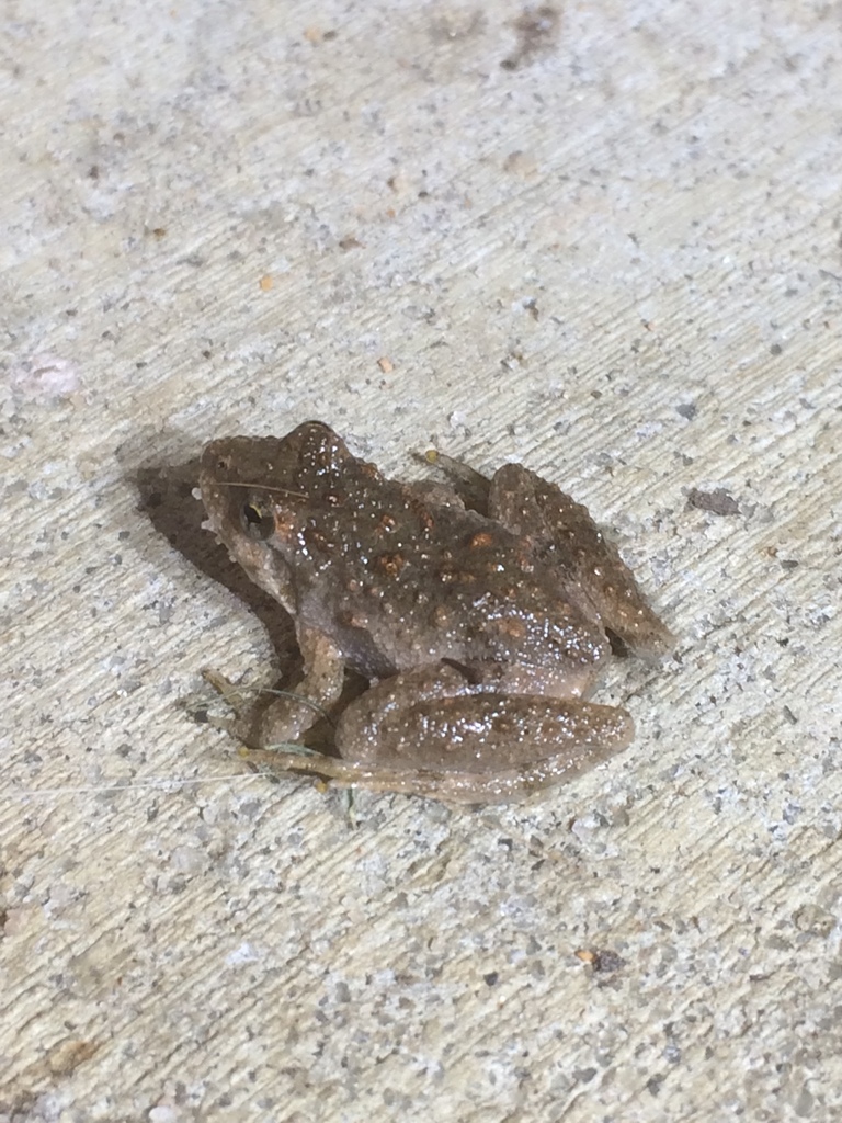 Northern Cricket Frog in April 2018 by Aaron A. Edmonds · iNaturalist