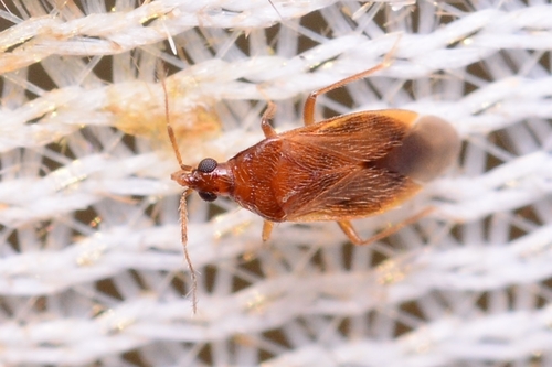 Amphiareus constrictus · iNaturalist