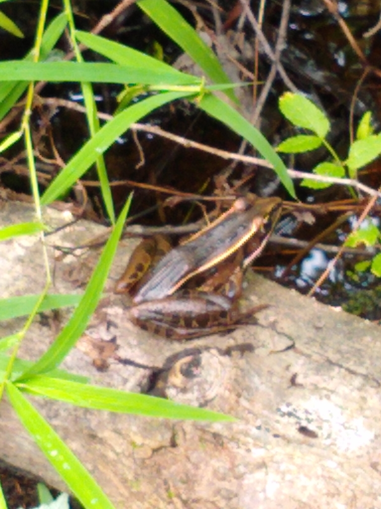 Southern Leopard Frog from Corolla, NC 27927, USA on August 5, 2021 at ...