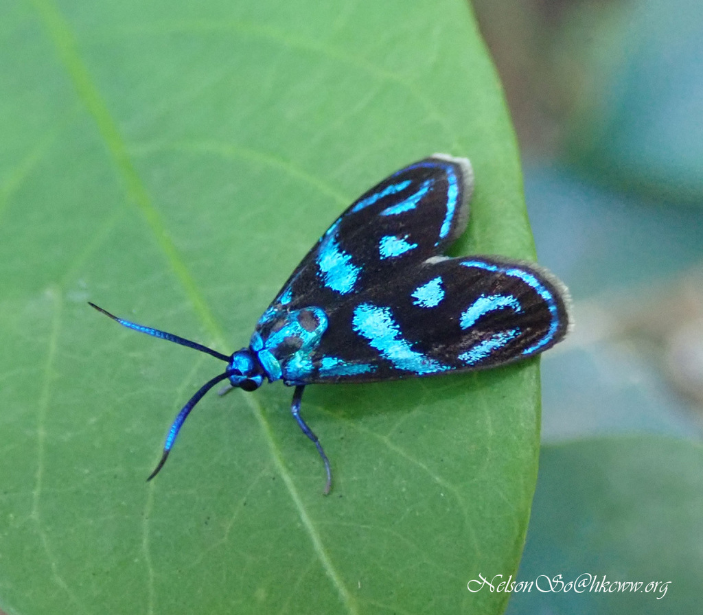 Clelea sapphirina from 香港山頂 on September 2, 2021 at 03:18 PM by Nelson ...