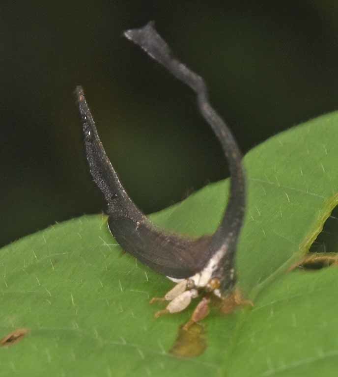 Cladonota apicalis from San Pedro Pochutla, Oax., Mexico on September 2 ...