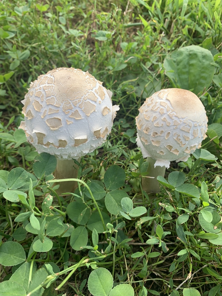 green-spored parasol from Inwood Hill Park, New York, NY, US on ...