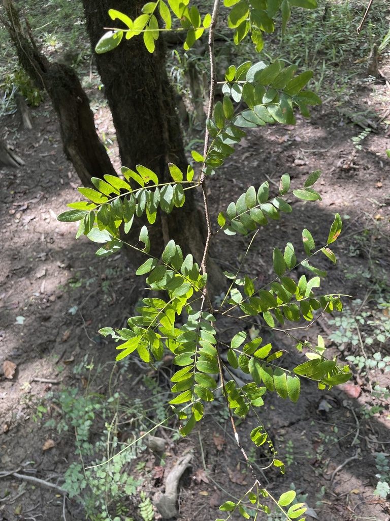 honey locusts from Baxley, GA, US on September 3, 2021 at 11:49 AM by ...