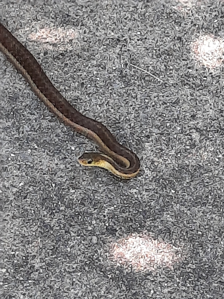 Common Garter Snake from Clio, MI 48420, USA on September 02, 2021 at ...