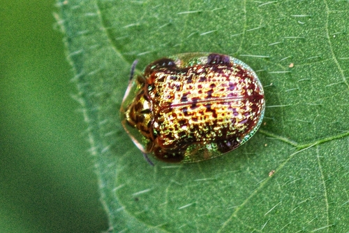(Microctenochira hectica)