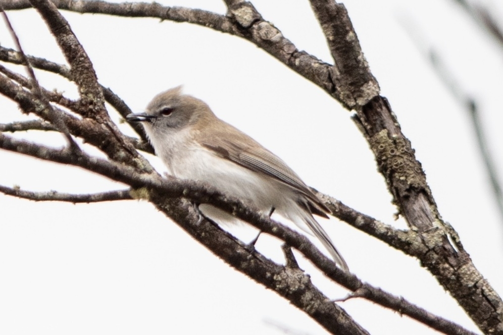 Perching Birds from Congelin campground on September 3, 2021 at 11:30 ...