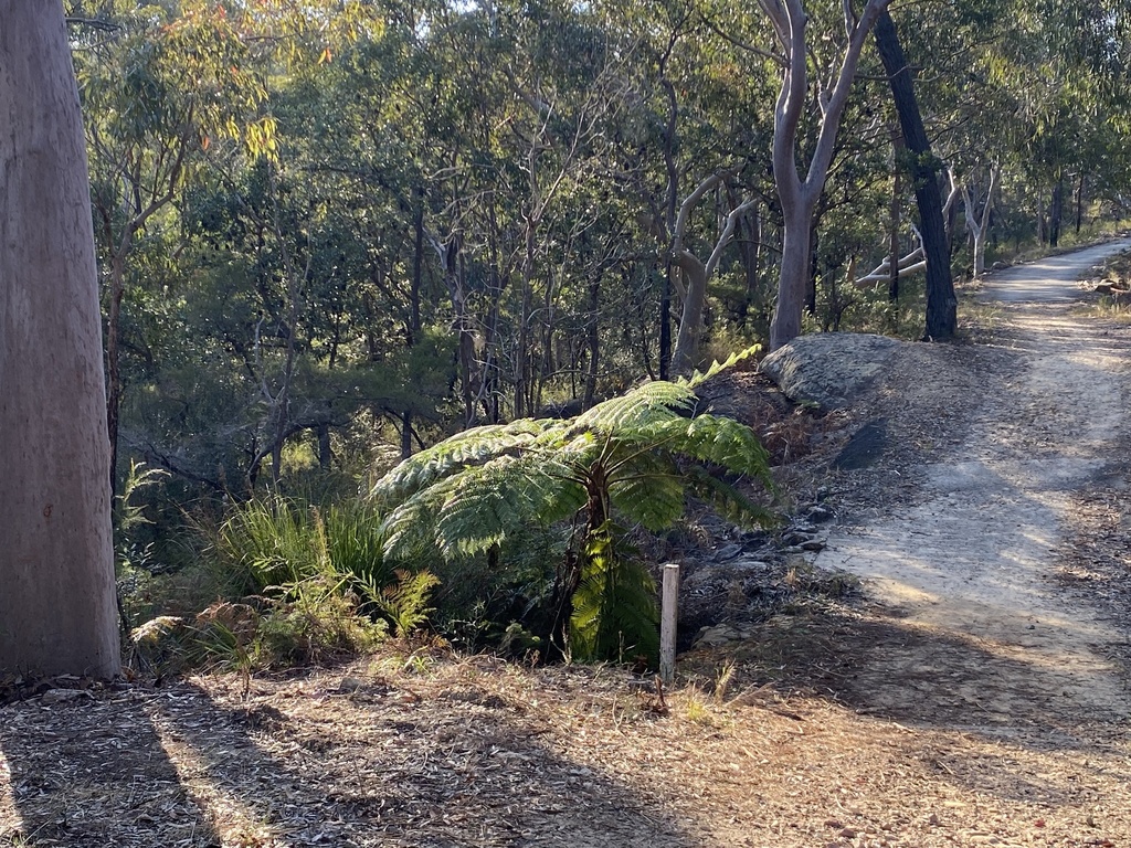 Scaly Tree Fern from Berowra Valley Regional Park, Hornsby, NSW, AU on ...