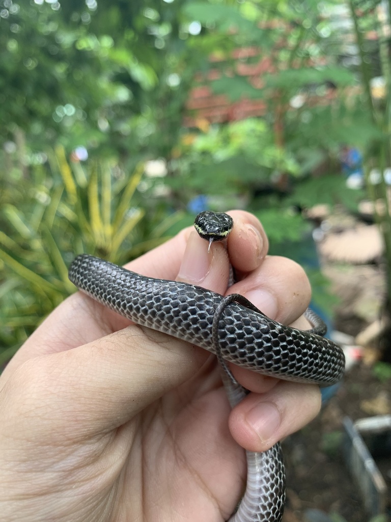 Common Wolf Snake from Luzon Island, Antipolo City, Rizal, PH on ...