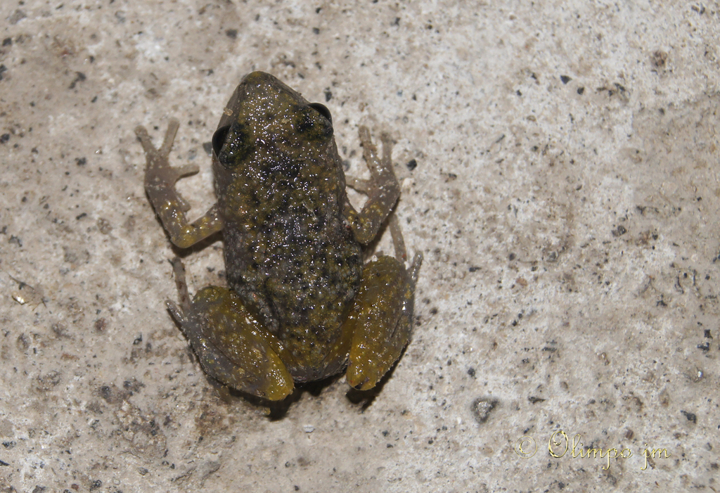Spotted Chirping Frog in September 2021 by manuelbasurto · iNaturalist