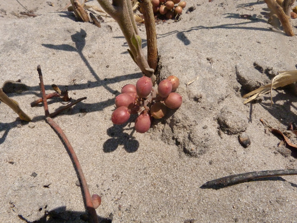 wild grape from Senanga, Zambia on October 20, 2015 at 11:16 AM by ...