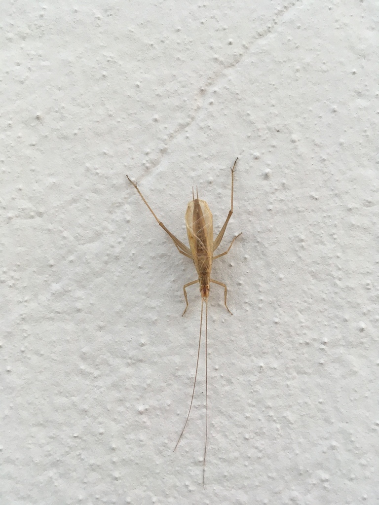 Italian Tree Cricket from Máchova, Lovosice, Ústecký, CZ on September ...