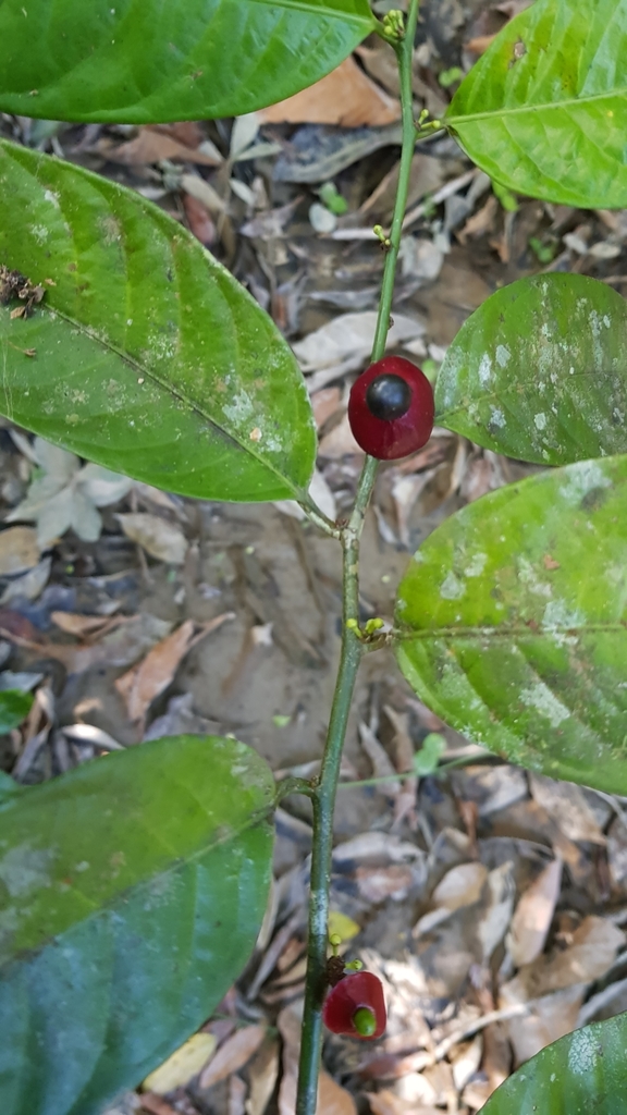 Heisteria from Aguarico, Parque Nacional Yasuní, EC-OR, EC on September ...