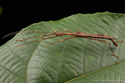 Subspecies Asceles margaritatus margaritatus · iNaturalist