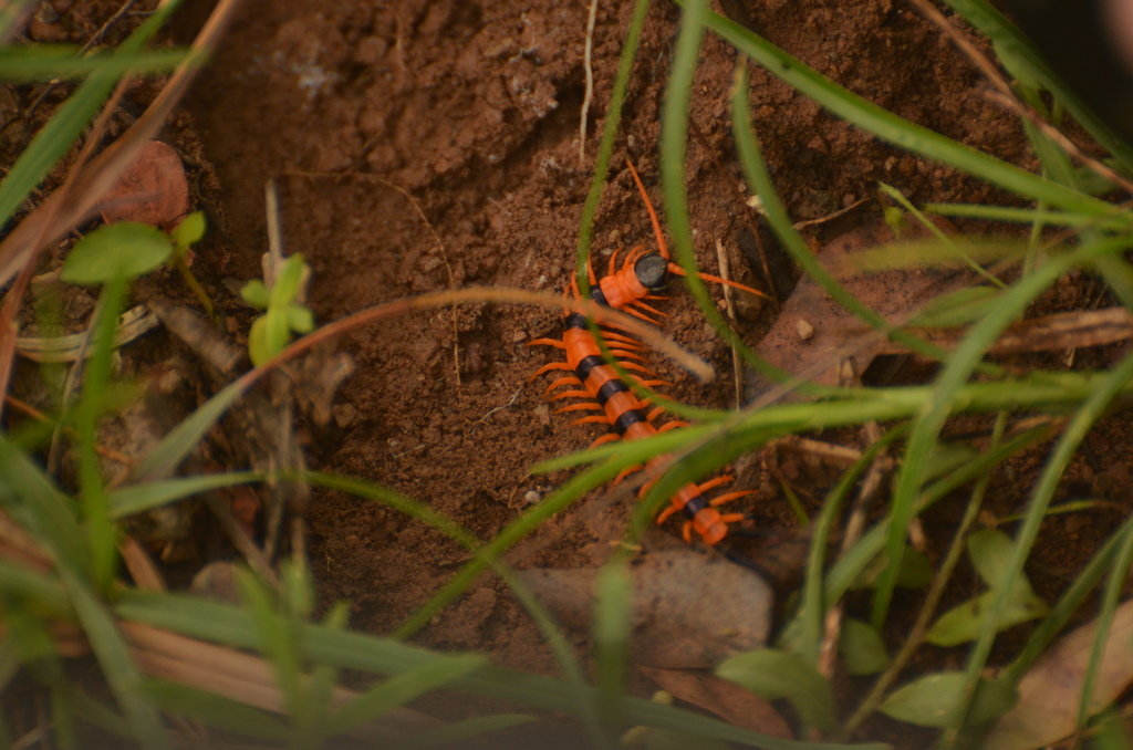 Indian Tiger Centipede from Mamanduru, Andhra Pradesh 517619, India on ...