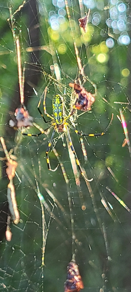 Joro Spider from Acworth, GA 30101, USA on September 4, 2021 at 08:49 ...