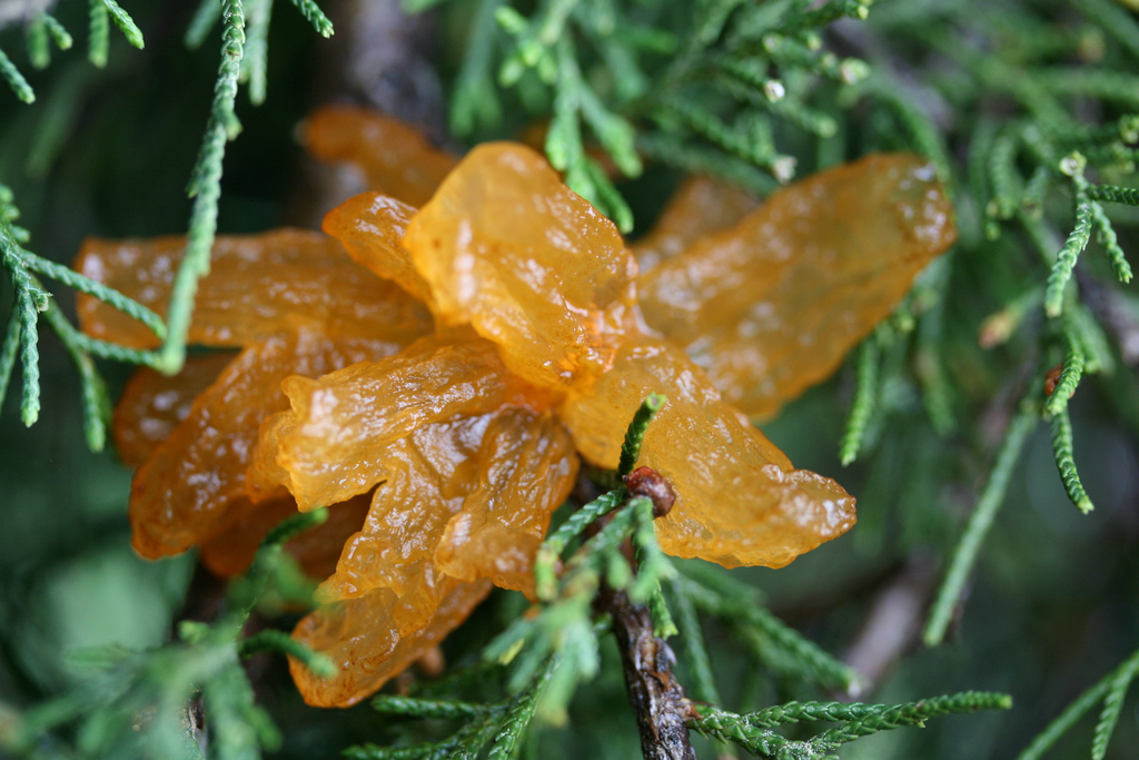 Cedar-Hawthorn Rust from Plainville, GA 30733, USA on April 15, 2018 at ...