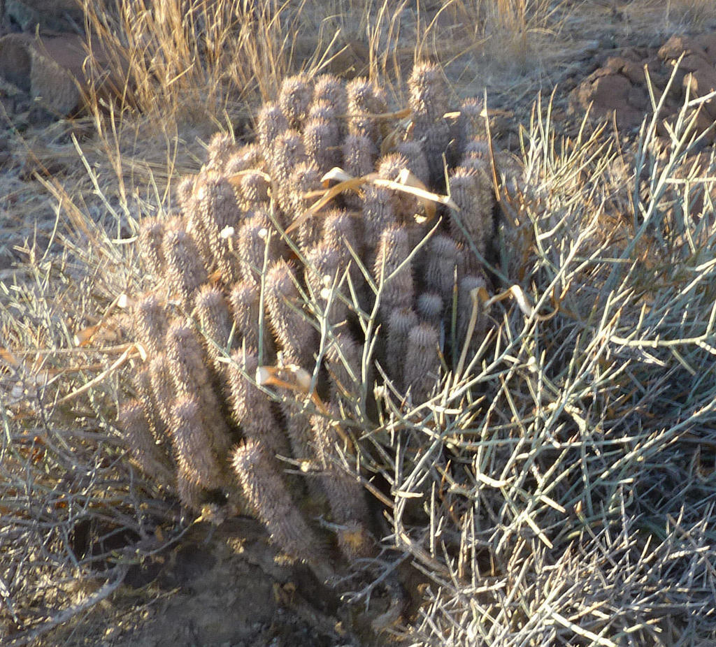 Wild Ghaap from W++stenquell: on 6000 ha farm adjacent to Namib ...