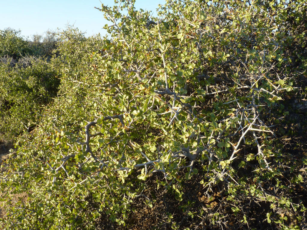 Tall Common Corkwood from W++stenquell: On 6000 ha farm adjacent to ...