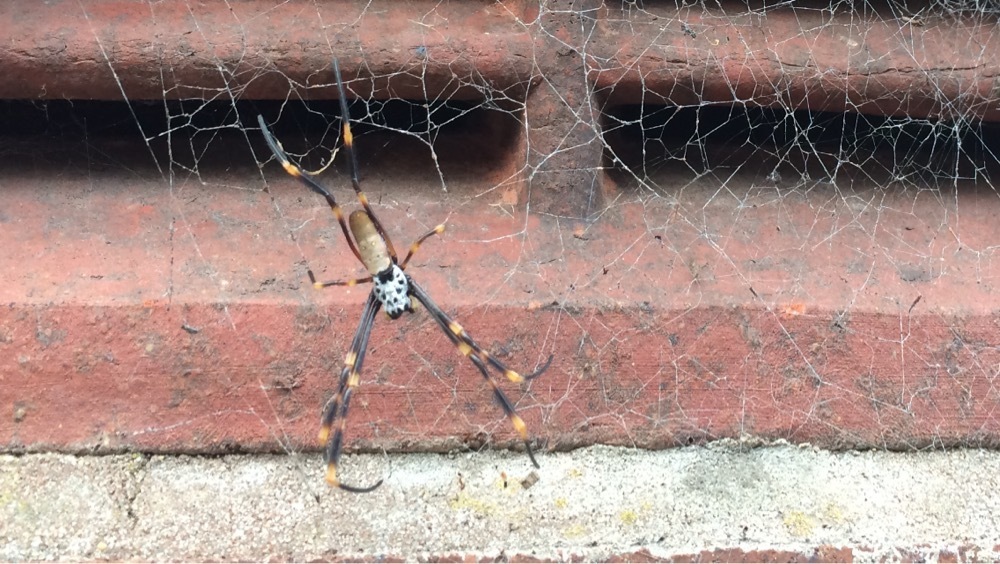 Tiger Spider in April 2018 by oceantree. Field Notes - I believe that ...
