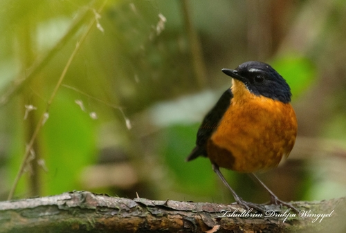 Rusty-bellied Shortwing (Brachypteryx hyperythra) · iNaturalist