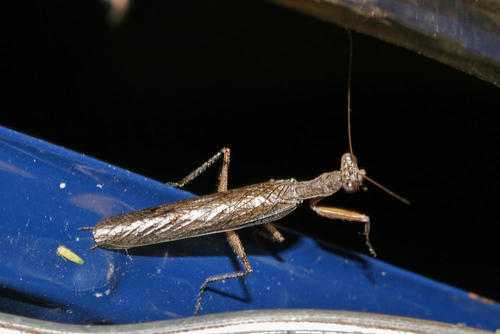 Antistia maculipennis · iNaturalist