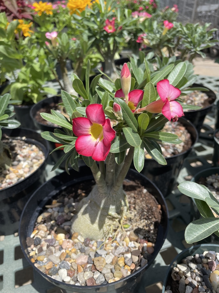 Adenium from S College Ave, Bryan, TX, US on September 4, 2021 at 01:49 ...