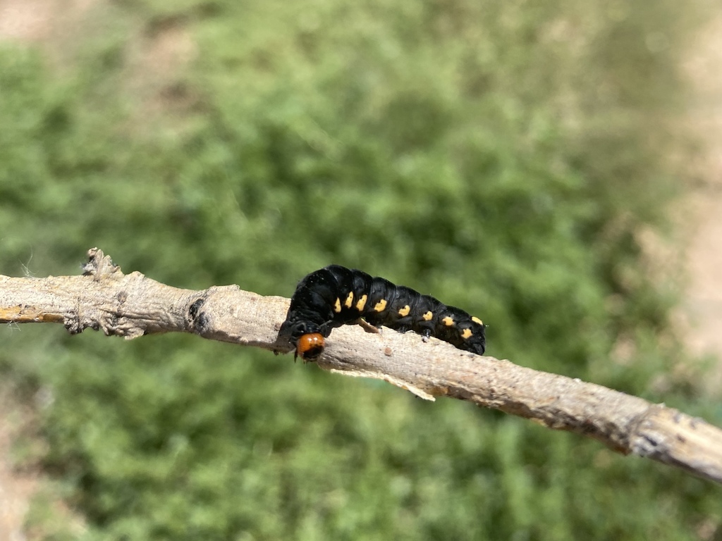 Forester Moths from E Mitchell St, Tucson, AZ, US on September 04, 2021 ...