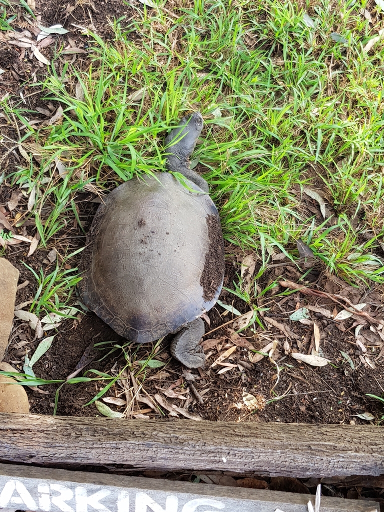Broad-Shelled Turtle from Narrabri, AU-NS, AU on April 14, 2018 at 11: ...