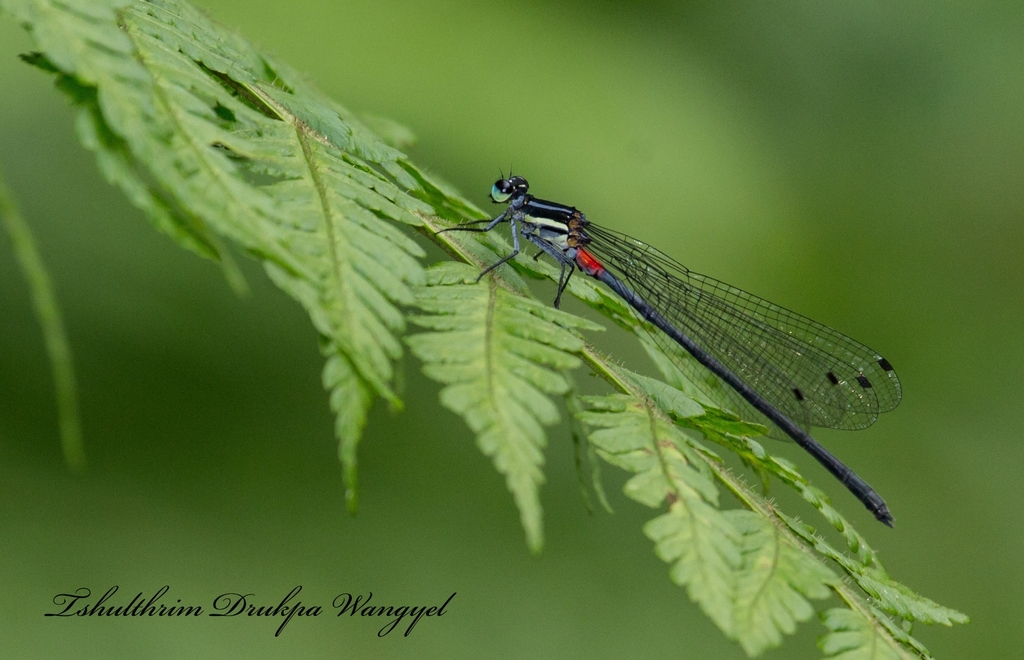 Calicnemia mortoni from BUMDELING WILDLIFE SANCTUARY on July 10, 2021 ...
