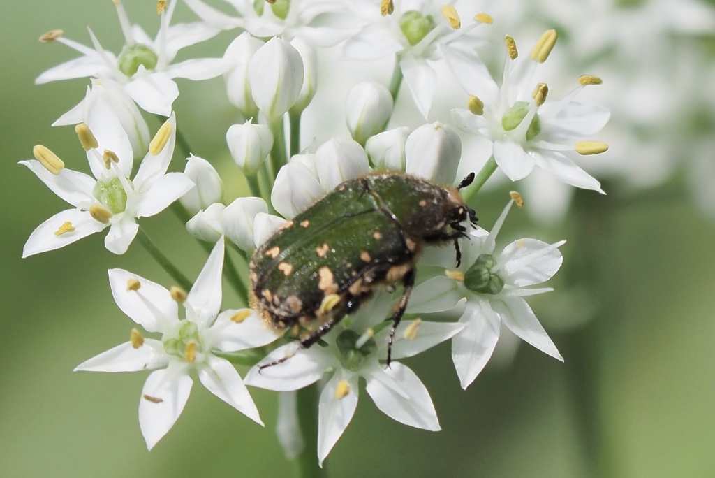 Blue Flower Chafer from 春野町砂川, 浜松市天竜区, 静岡県, JP on September 5, 2021 at ...