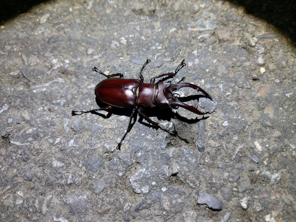 Lucanus formosanus in June 2020 by H. A. C. · iNaturalist