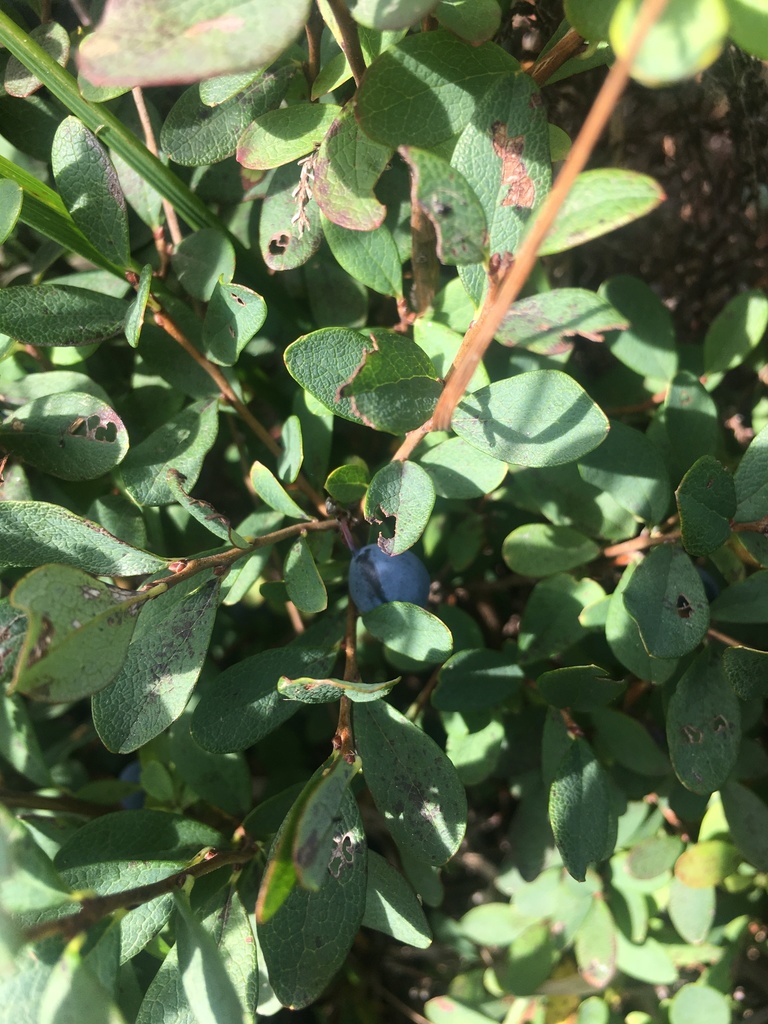 bog bilberry from Sjælland, Holmegaard, Sjælland, DK on September 5 ...