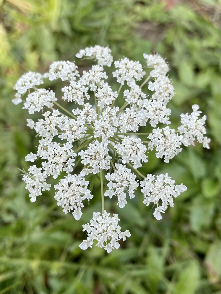 wild carrot from Magog, QC, CA on September 04, 2021 at 02:05 PM by ...