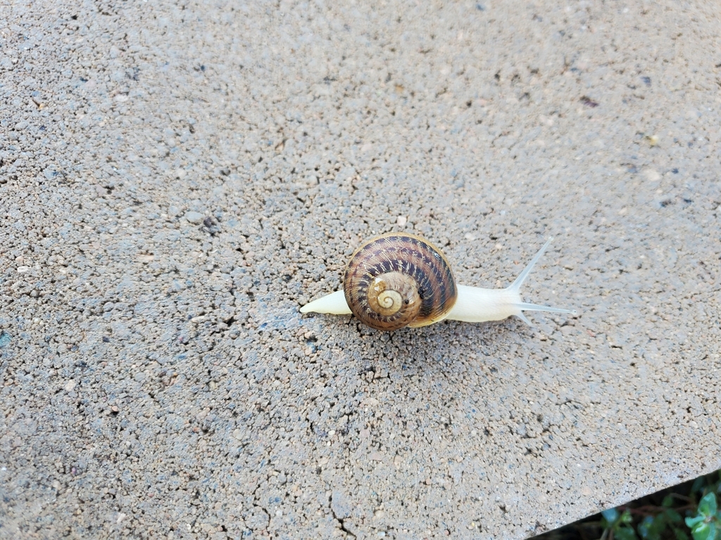 Garden Snail from 2025 Jerry Murphy Road on September 5, 2021 at 07:51 ...