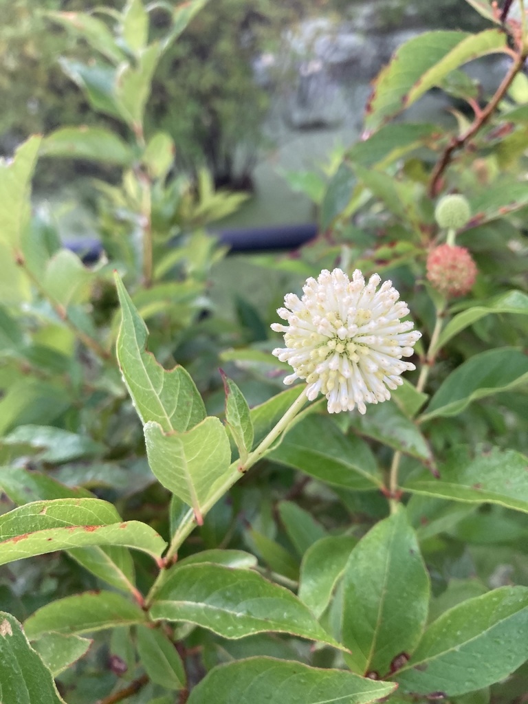 buttonbush from Sulphur Springs Rd, College Station, TX, US on ...