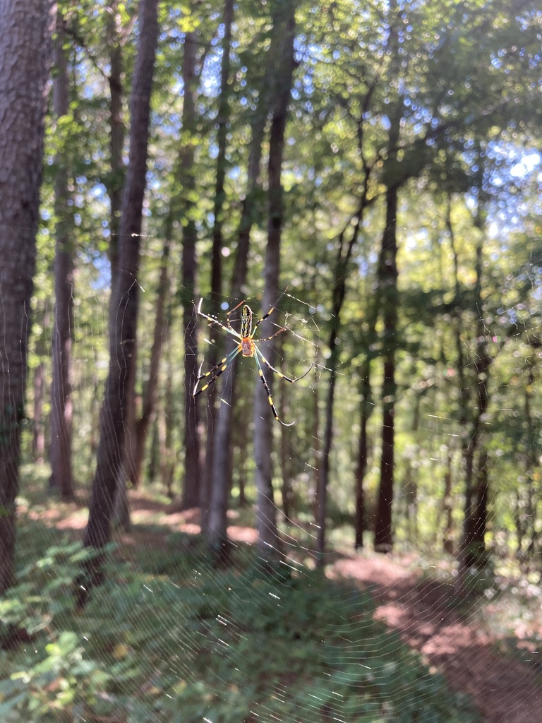 Joro Spider from Sandy Creek Nature Center, Athens, GA, US on September ...