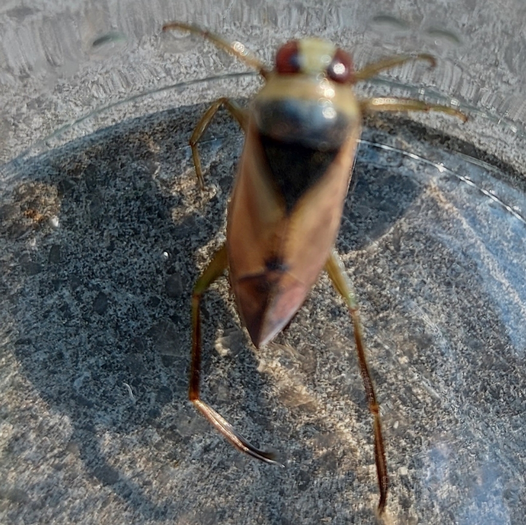 Greater Water Boatman from 3040 Huldenberg, Belgique on September 05 ...