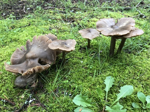 Nolanea subcapitata · iNaturalist