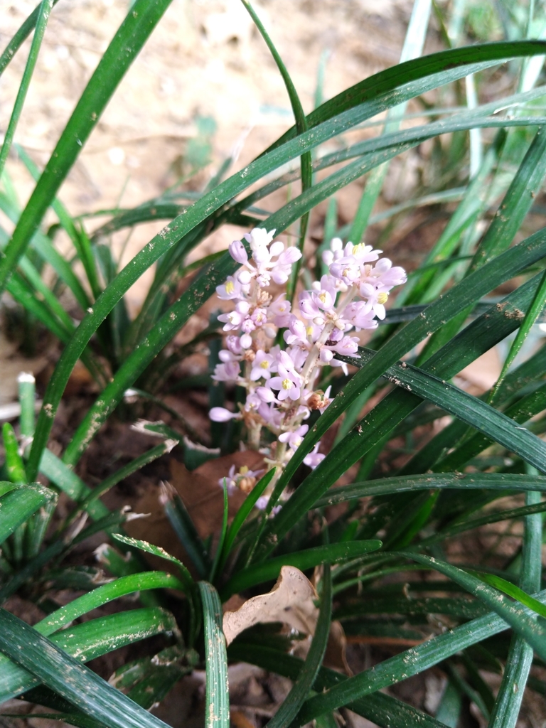 Creeping Lilyturf from Central Meadowbrook, Fort Worth, TX, USA on ...