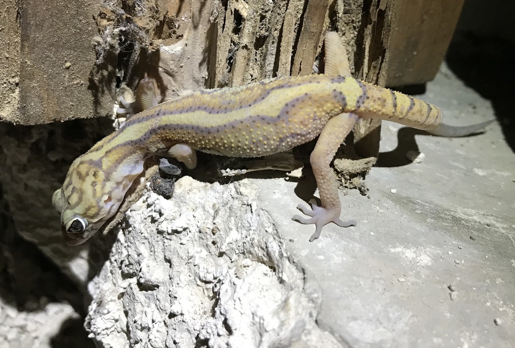 Yucatán Banded Gecko from ECC Mérida, Yuc., México on April 30, 2019 at ...