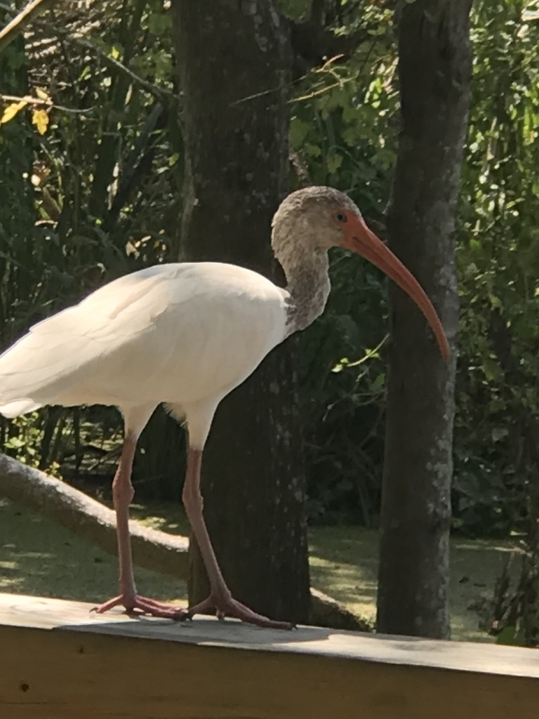 White Ibis from University of Florida, Gainesville, FL, US on September ...