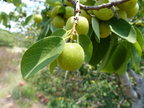 Duiker Tree (Variety Pseudolachnostylis maprouneifolia maprouneifolia ...