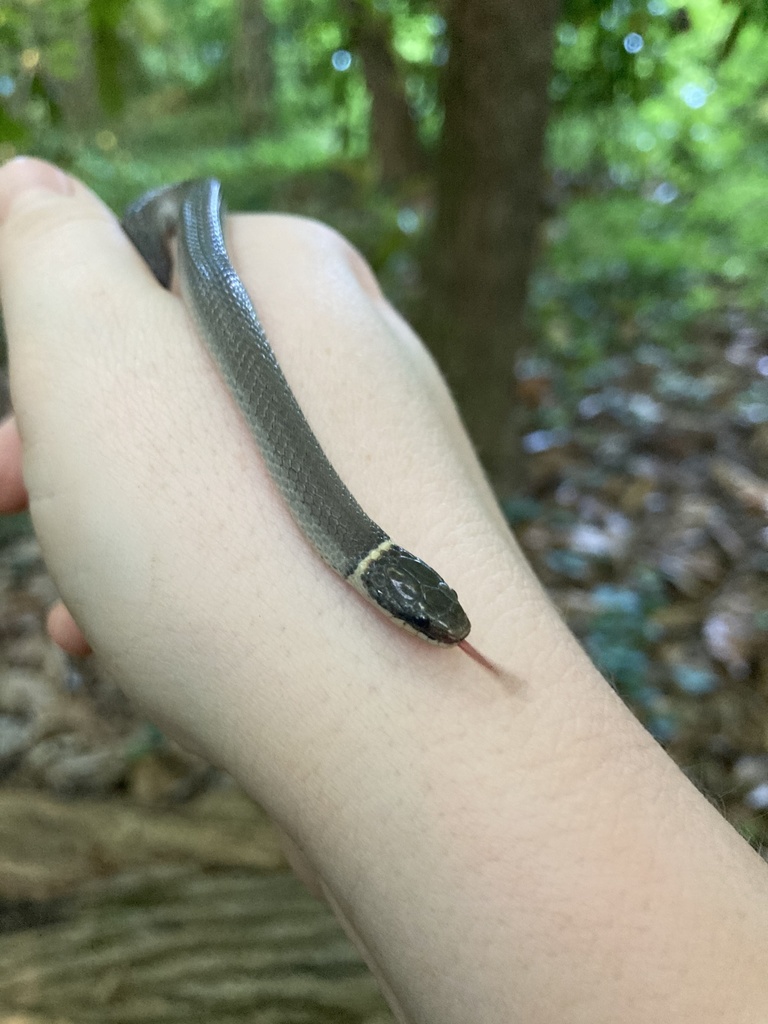 ring-necked snake from Vicksburg, MS, US on May 14, 2021 at 06:44 PM by ...