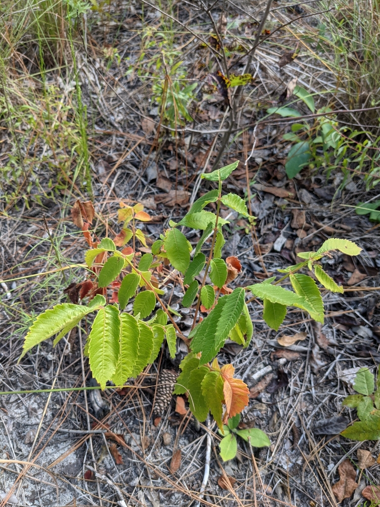 Michaux's sumac in September 2021 by Eric Ungberg · iNaturalist