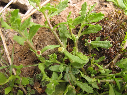 centipeda (Genus Centipeda) · iNaturalist