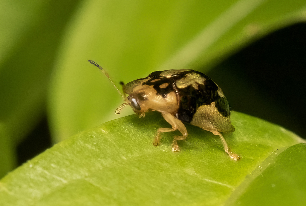 Mottled Tortoise Beetle in September 2021 by Sharon Shaw Milligan ...