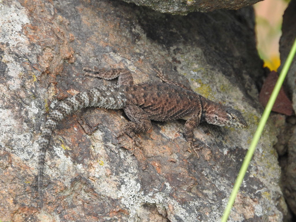 Duges' Spiny Lizard from Amealco de Bonfil, Qro., México on August 31 ...