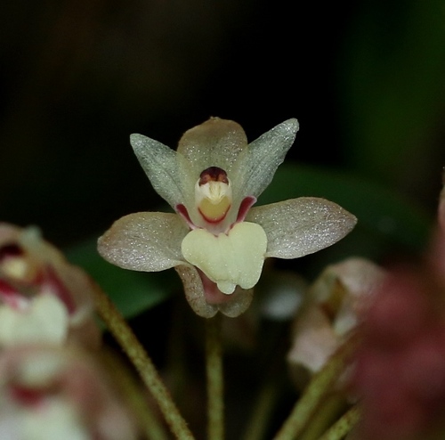Pinalia tricolor · iNaturalist