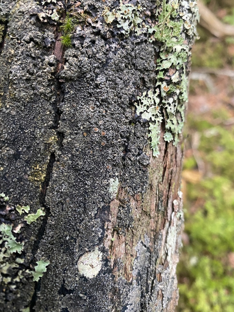 White-rimmed shingle lichen from Kirkland, NB, CA on September 5, 2021 ...