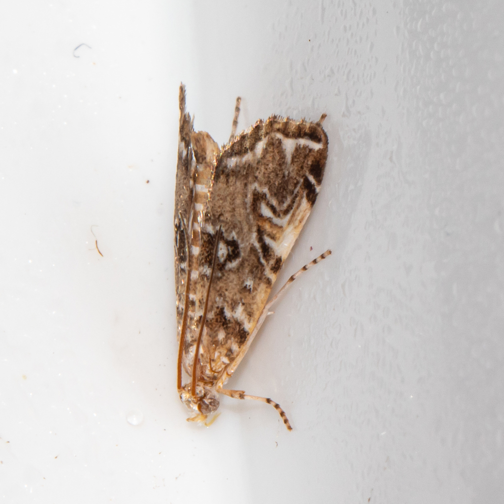 Waterlily Borer Moth from Anne Arundel County, MD, USA on September 05 ...